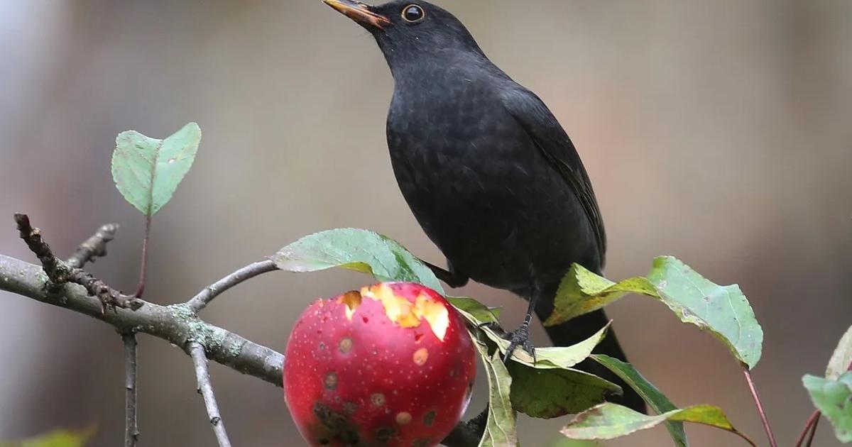 I giorni della merla: tra leggenda e realtà meteorologica